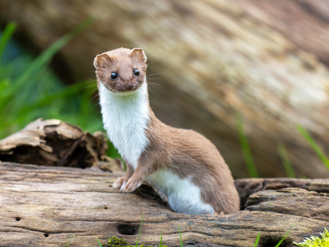 Weasels Killing Chickens is Common, but Preventable - Backyard Poultry